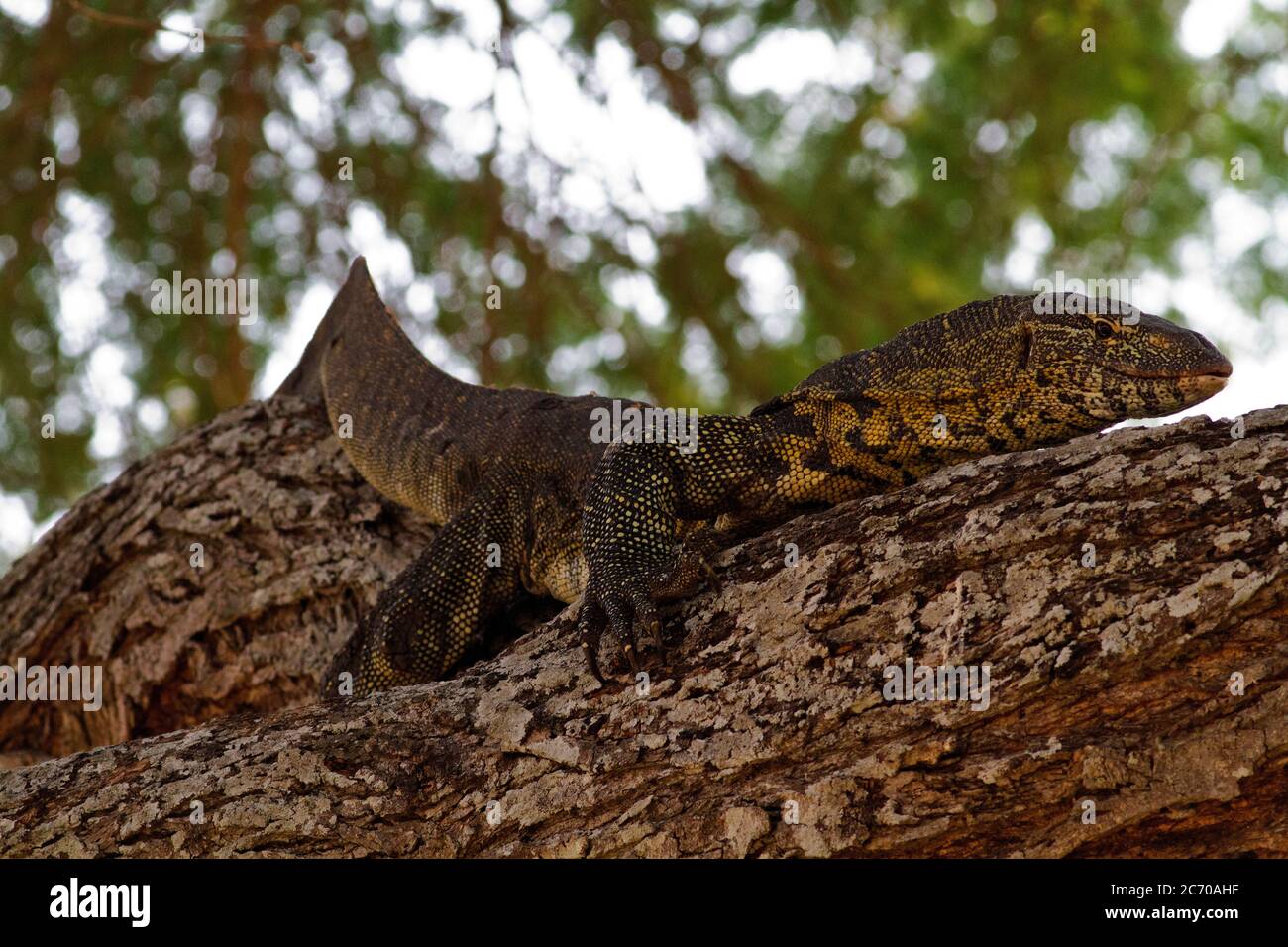 A large Nile Monitor lizard rests in the branches of an acacia tree ...