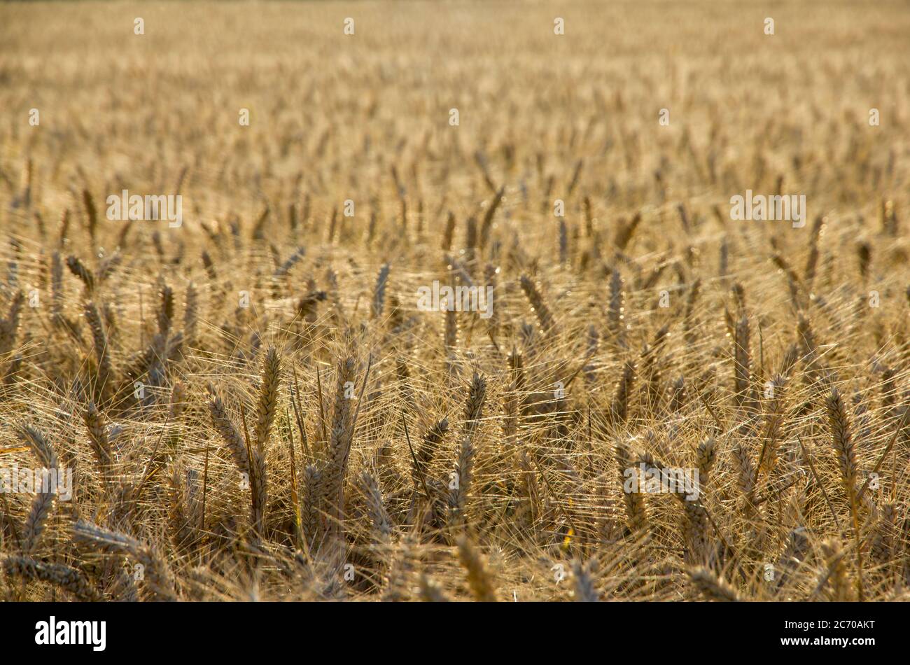 Barley field at dusk hi-res stock photography and images - Alamy