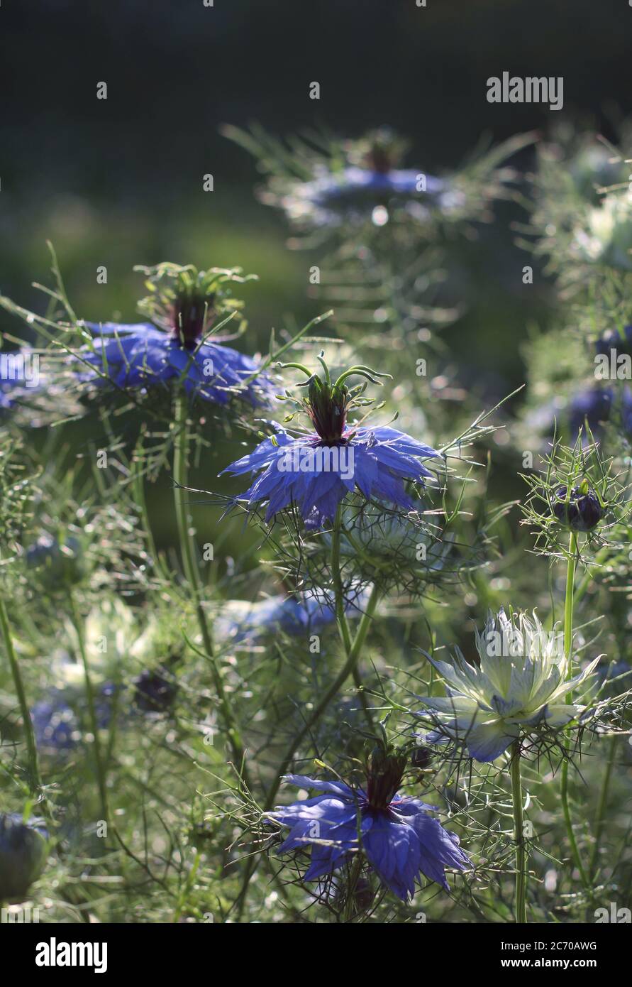 Blue spiky flowers hi-res stock photography and images - Alamy