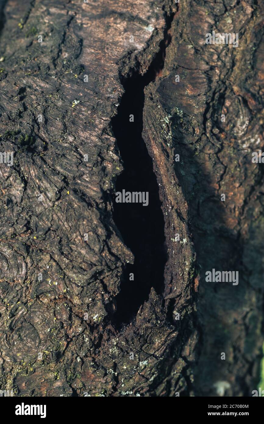 Open tree knot hi-res stock photography and images - Alamy