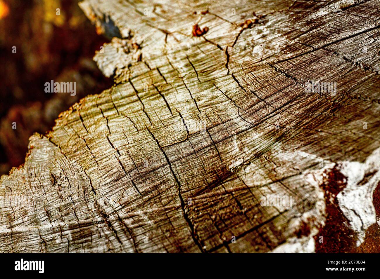 Tree log image hi-res stock photography and images - Alamy