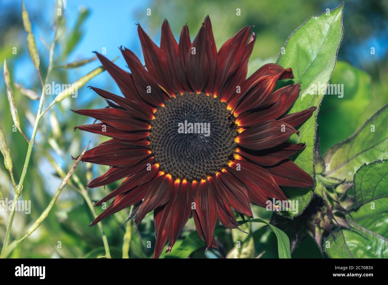 Beautiful sunflower red sun on a nature background. Sunflower field ...