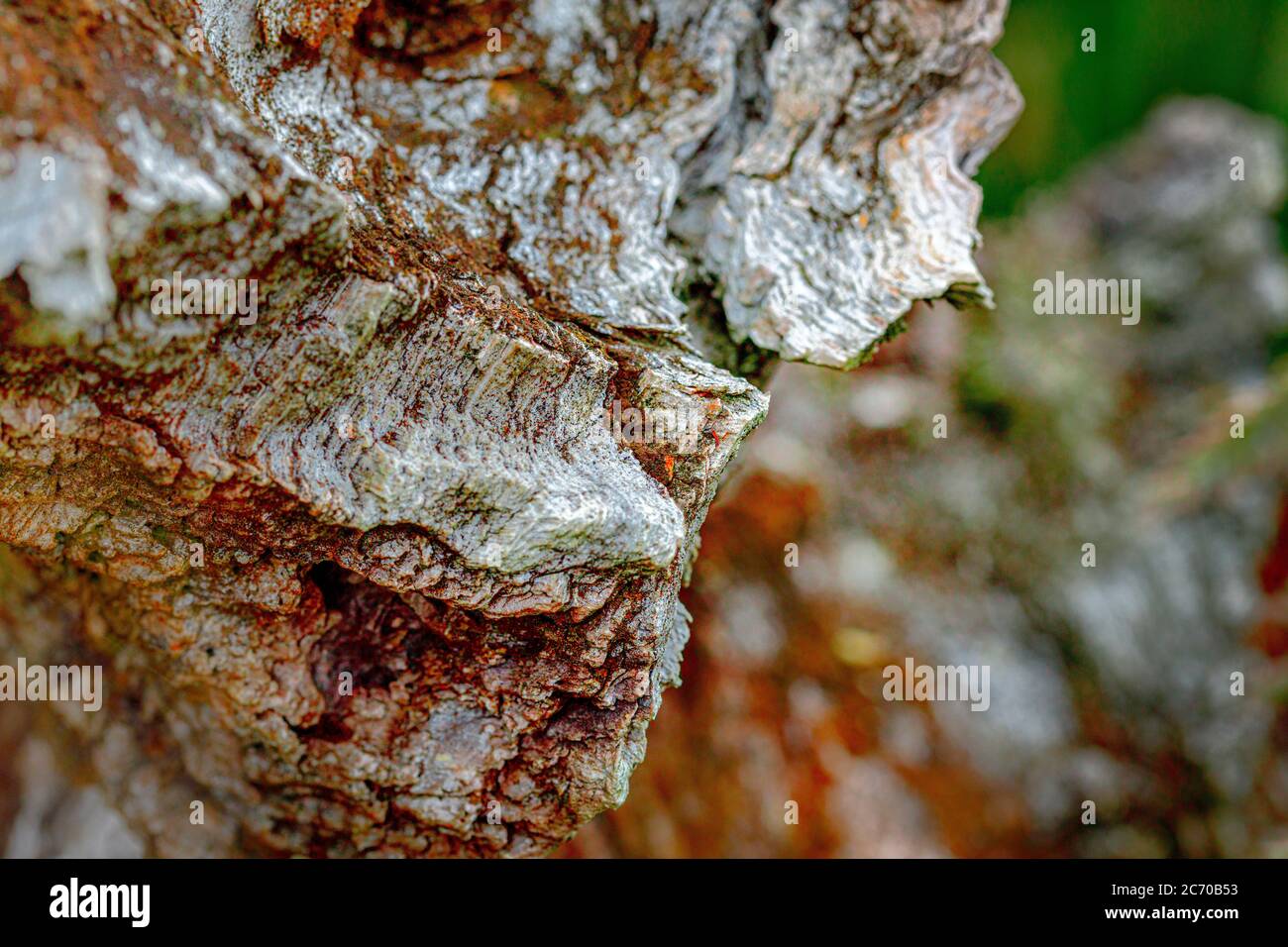 Tree log image hi-res stock photography and images - Alamy
