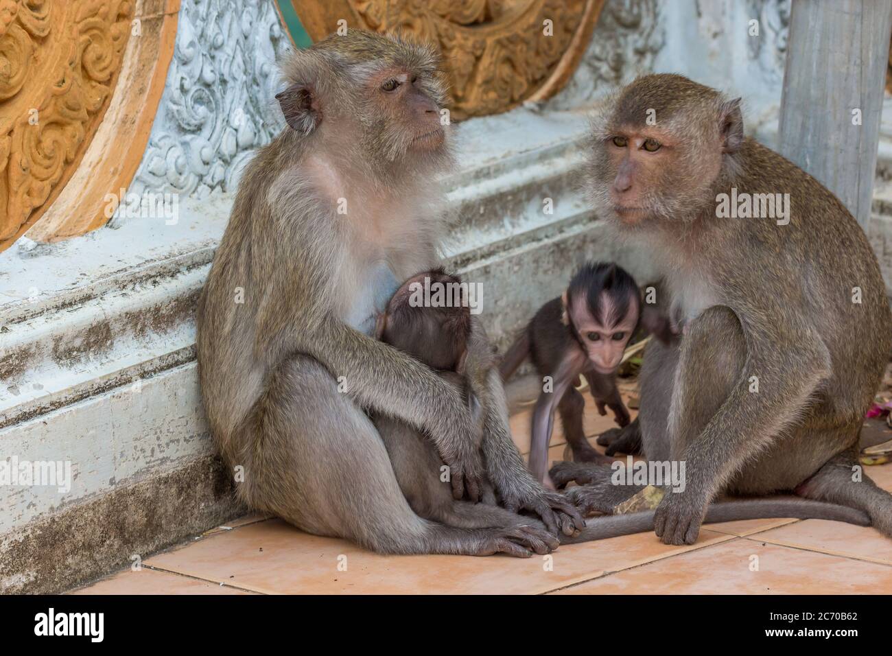 Outdoor view of two female monkeys one mom with his baby breastfeeding ...