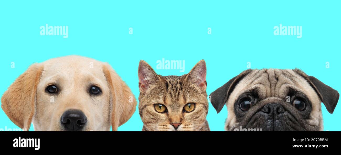 Labrador Retriever standing, metis cat looking at camera and a Mops dog ...