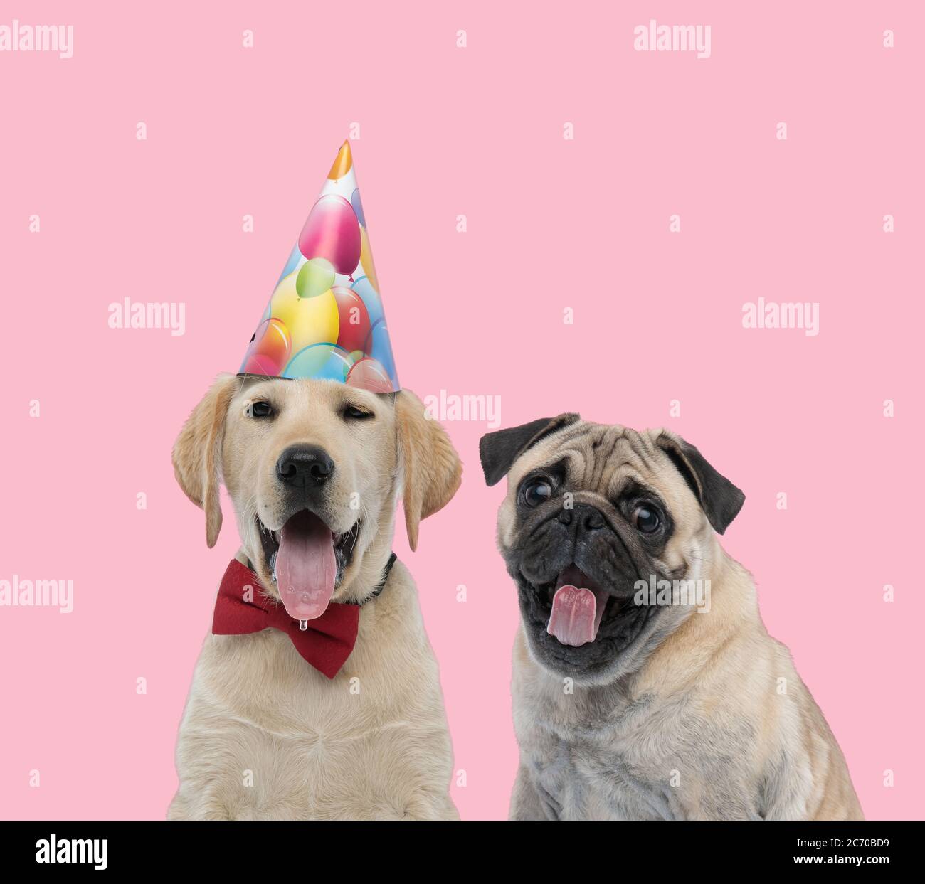 team of two happy dogs, labrador retriever and pug, wearing birthday ...