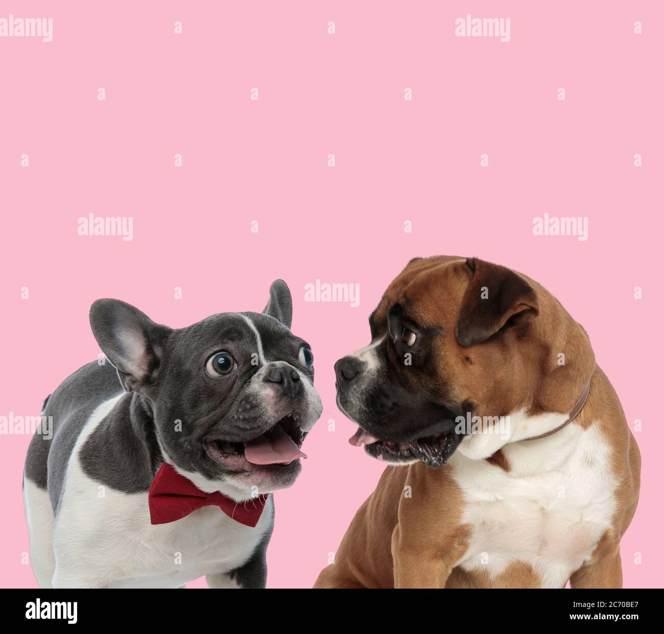 team of french bulldog and boxer wearing bowtie, panting and sticking ...