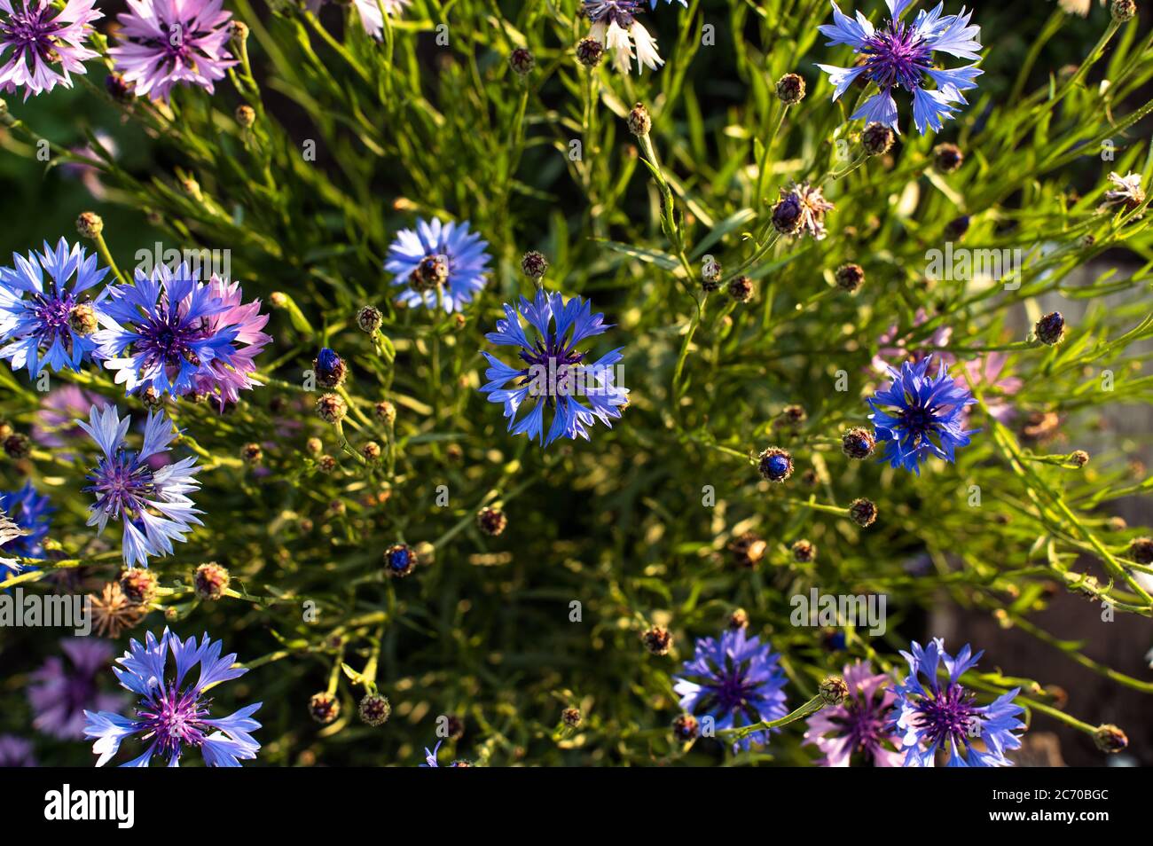 Beautiful meadow wild flowers in field on sunset background. Beautiful ...