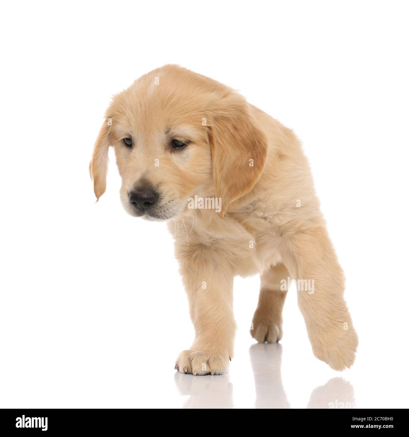small golden retriever dog standing on three paws and looking away and ...