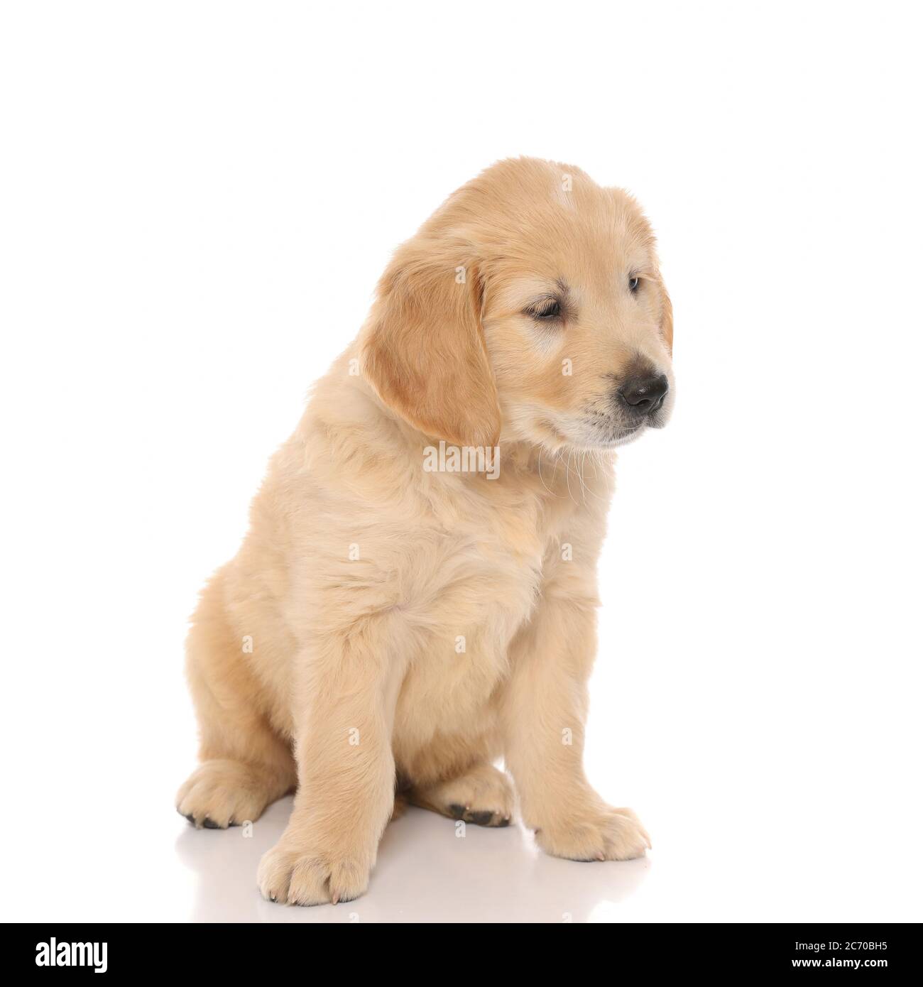 cute golden retriever dog sitting, looking away at something and being ...