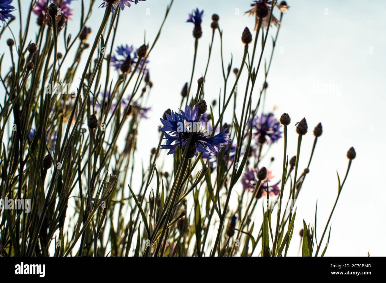 Flowering plants of summer. Beautiful blue Centaurea on sunset ...