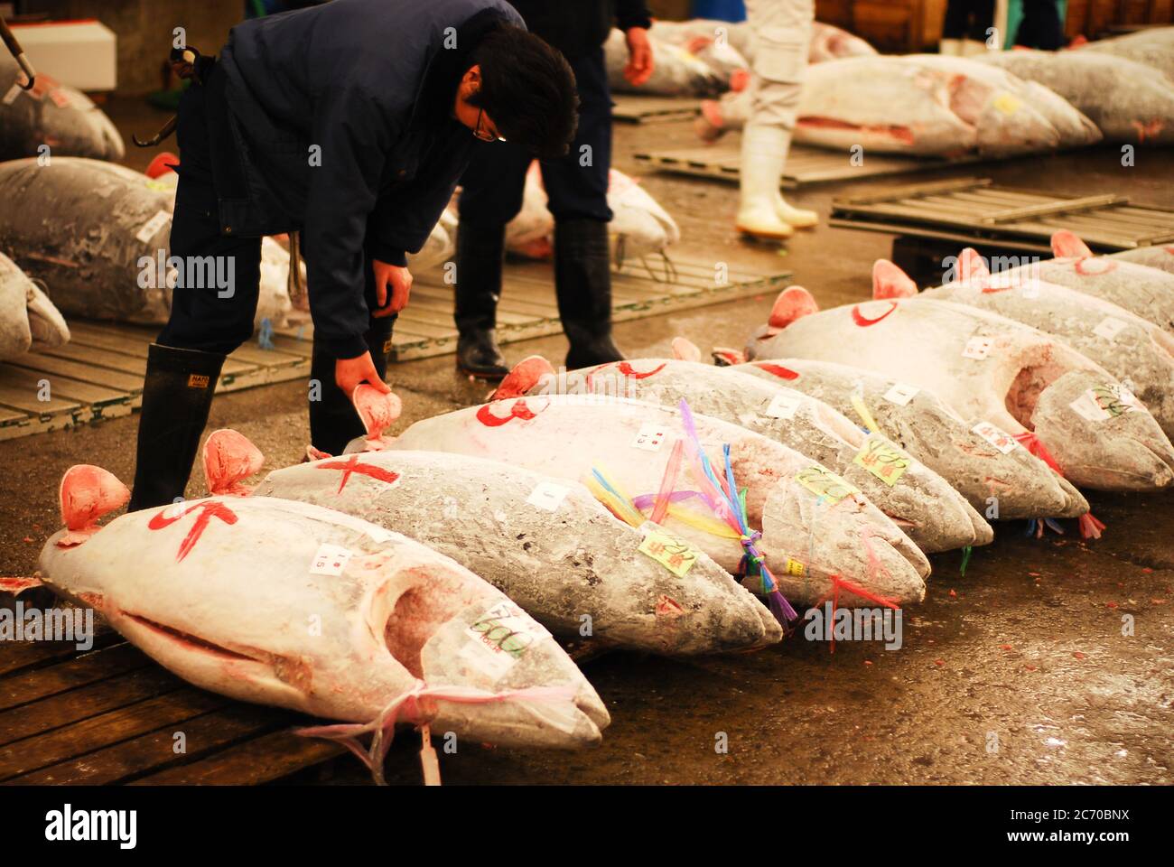 Frozen tunas for auction, at Tsukiji fish market, one of the biggest ...