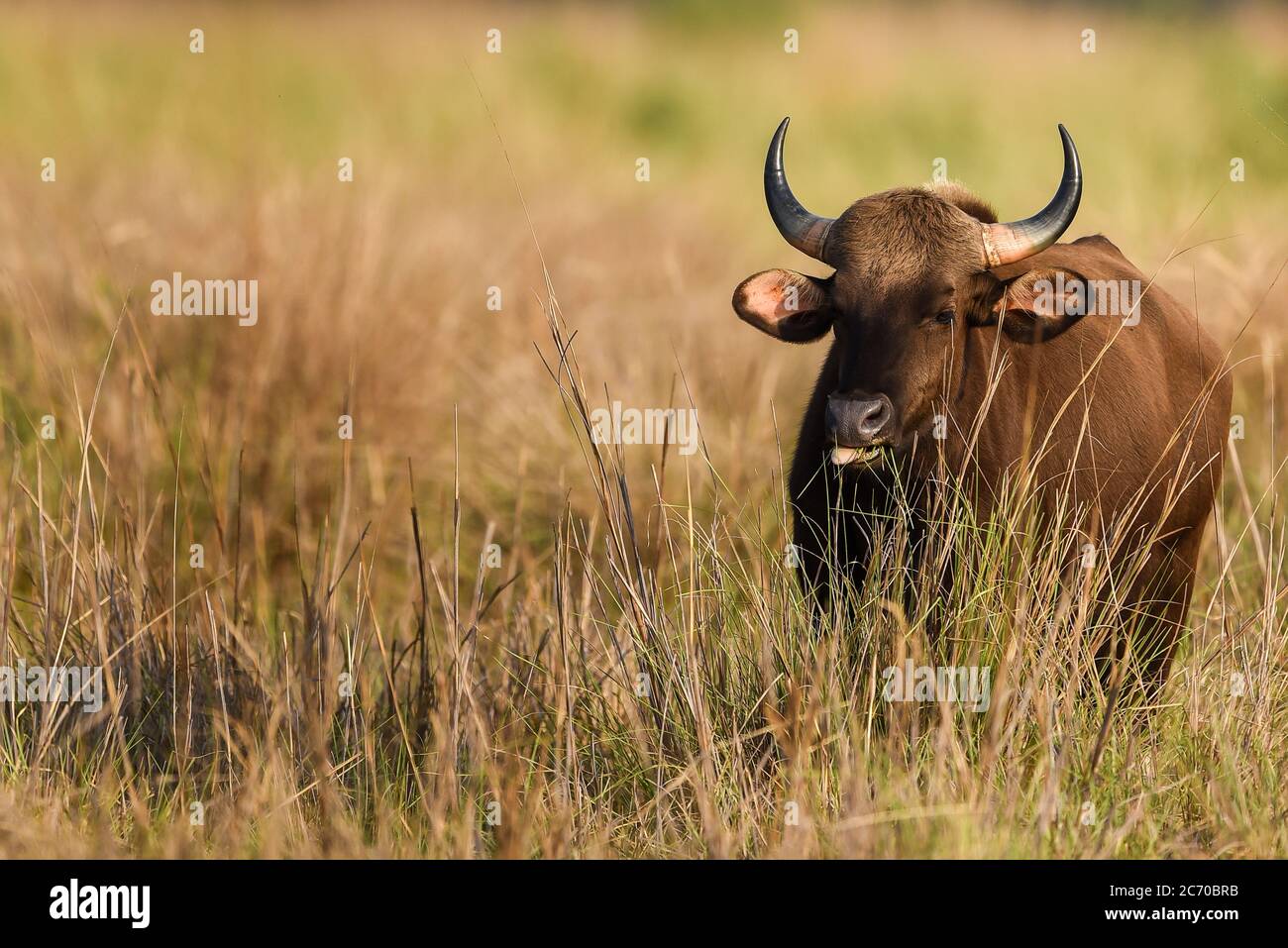 Gaur or Indian Bison or bos gaurus a Vulnerable animal portrait from ...
