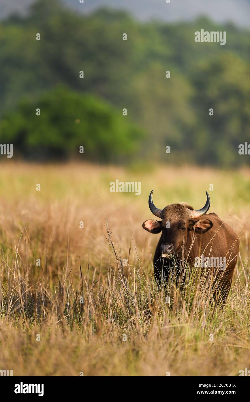 Indian bison bandhavgarh national park hi-res stock photography and ...