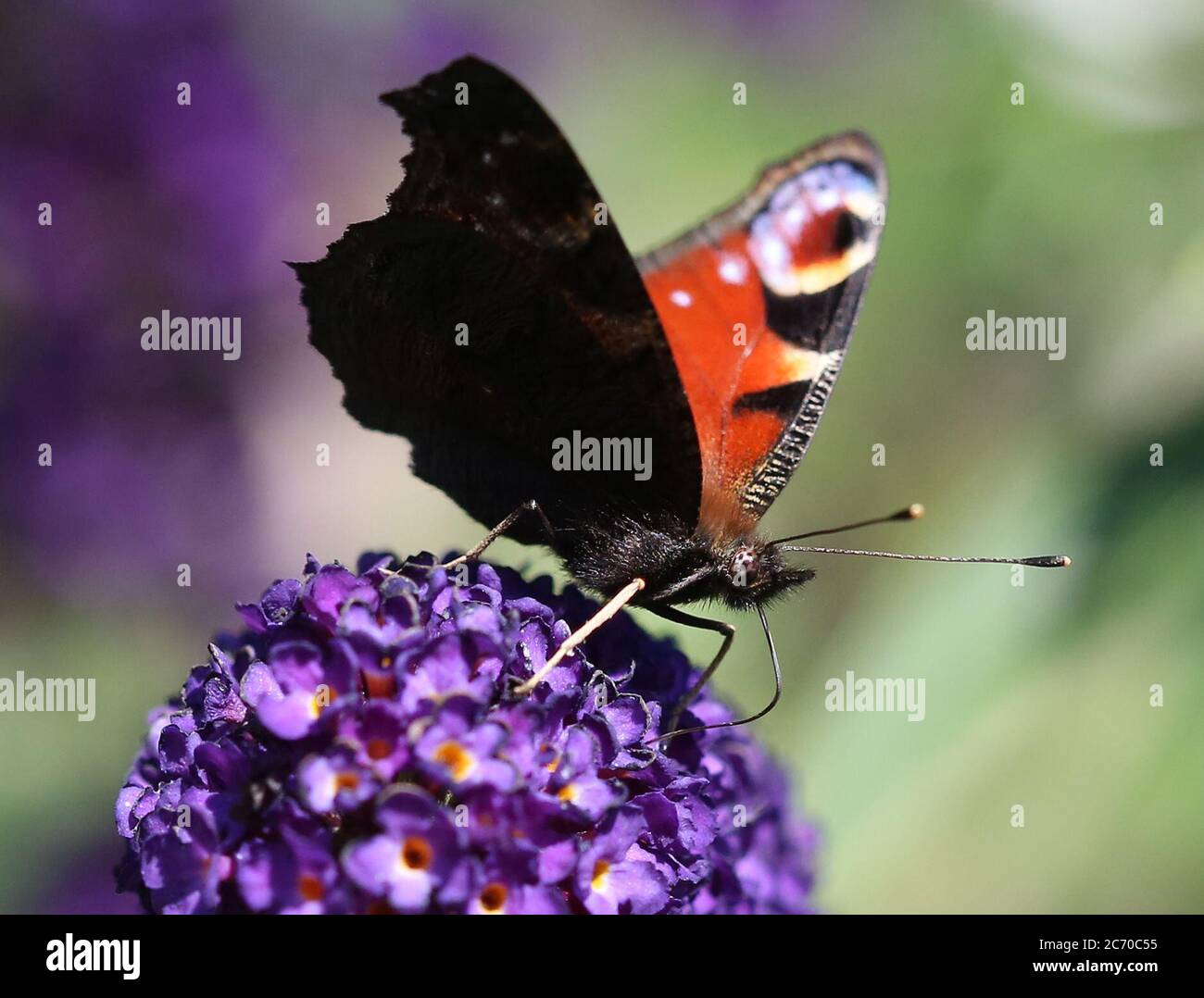 Essen, Germany. 13th July, 2020. The peacock butterfly sucks nectar ...