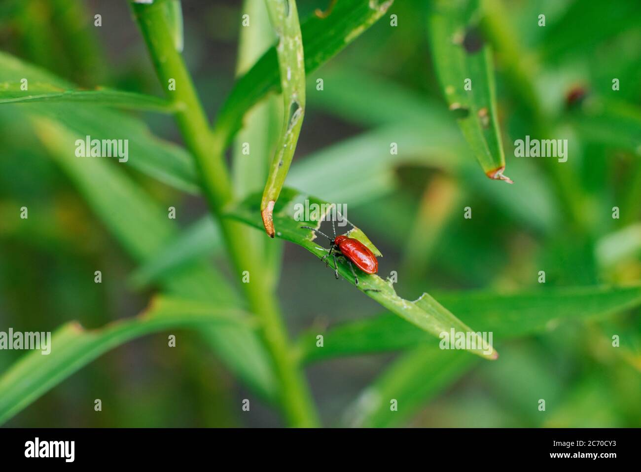 Red fireman beetle on Lily leaves. Garden pests Stock Photo - Alamy