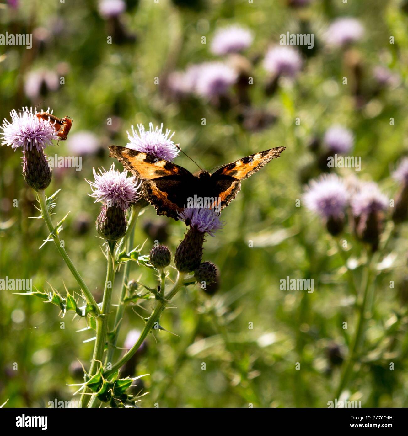 British butterflies uk hi-res stock photography and images - Alamy