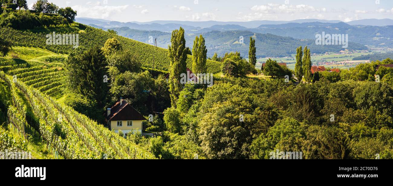 Vineyard on Austrian countryside. Landscape of styrian nature Stock ...