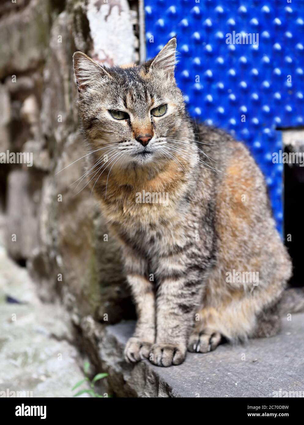 Italy cute hi-res stock photography and images - Alamy