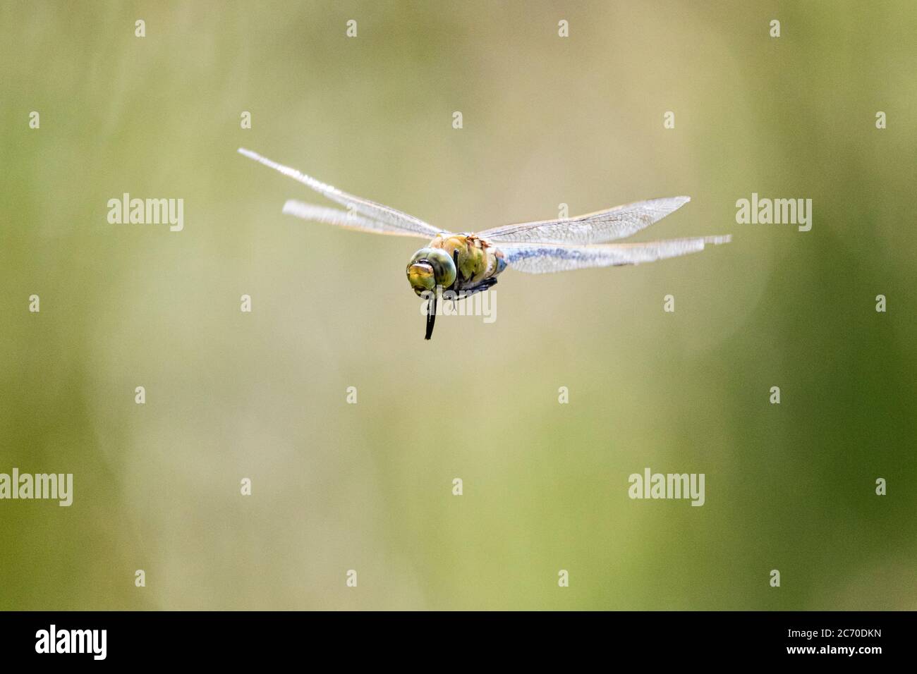 Dragon Flies High Resolution Stock Photography and Images - Alamy