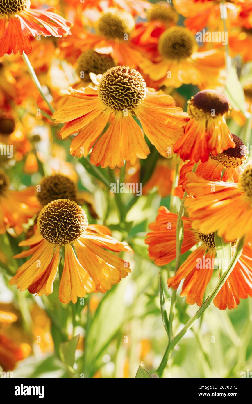 Orange flowers of autumn helium in the garden. Flower background Stock ...
