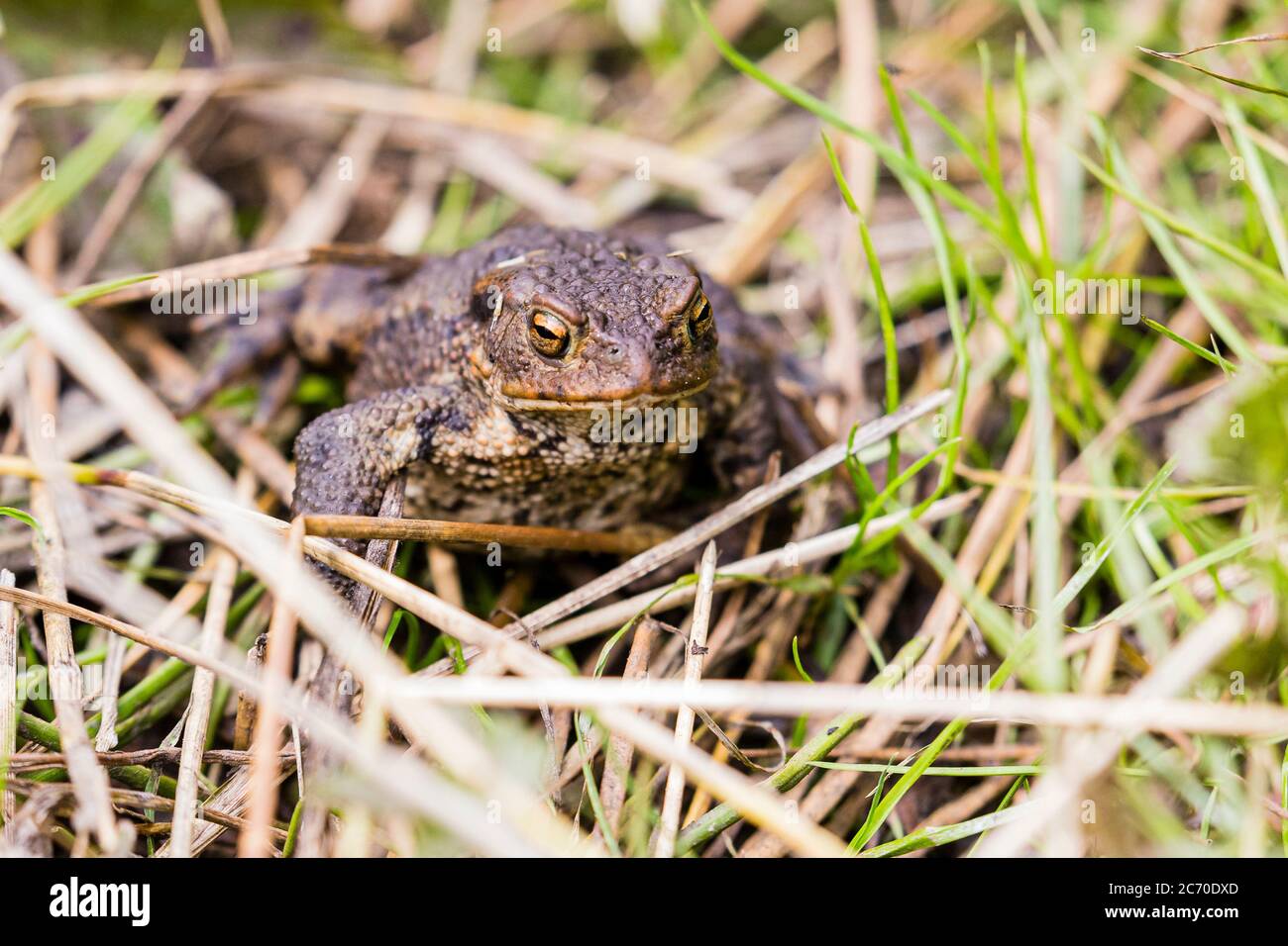 A common toad photographed in mid Wales Stock Photo - Alamy