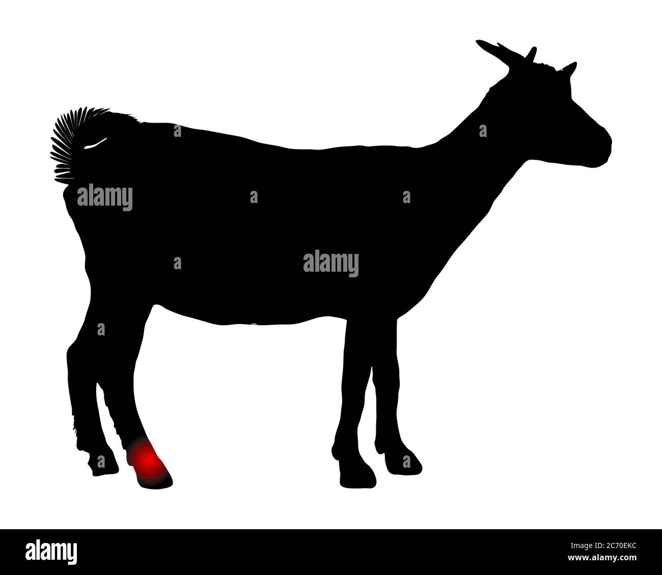Goat with pain in the hock Stock Photo - Alamy