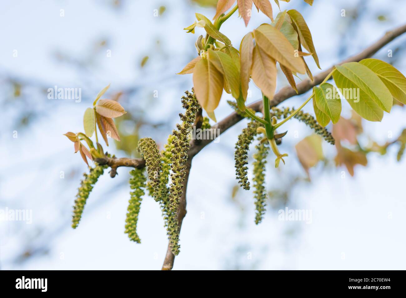 Catkins flowers bloom on a walnut tree in spring against a blue sky ...