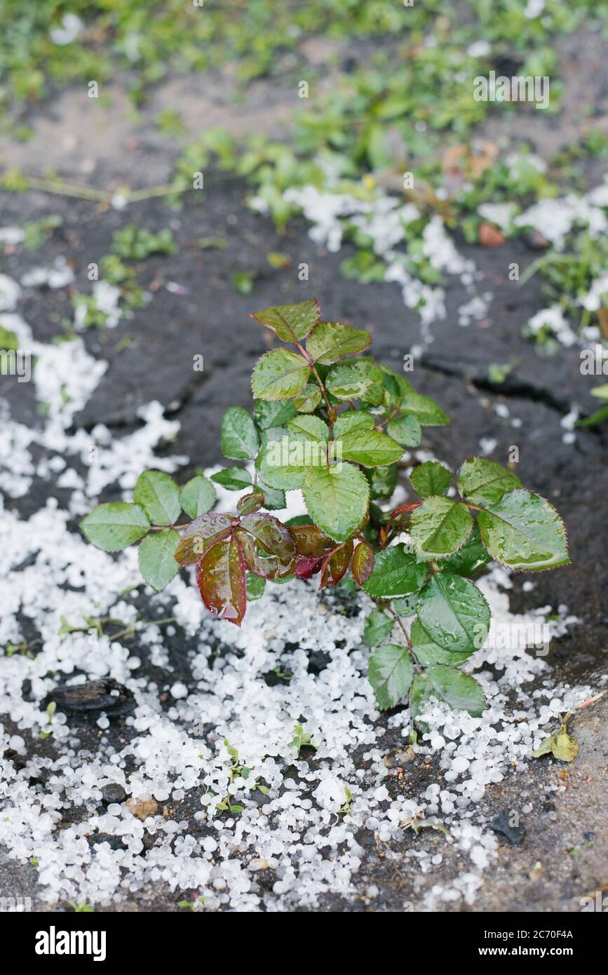 A rose sapling damaged by summer hail Stock Photo - Alamy
