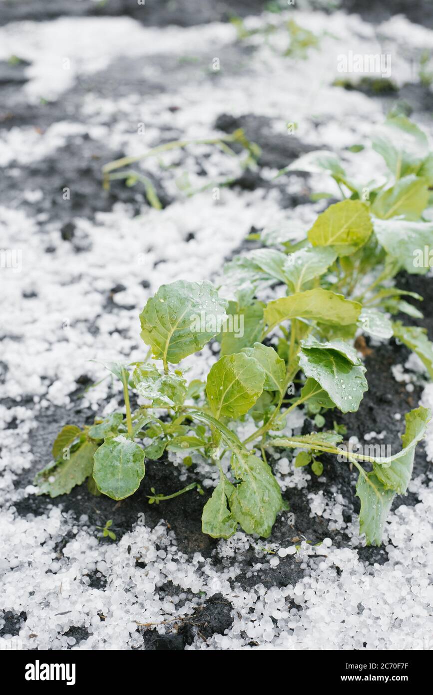 Cabbage seedlings grow in the garden, covered with a layer of fallen ...