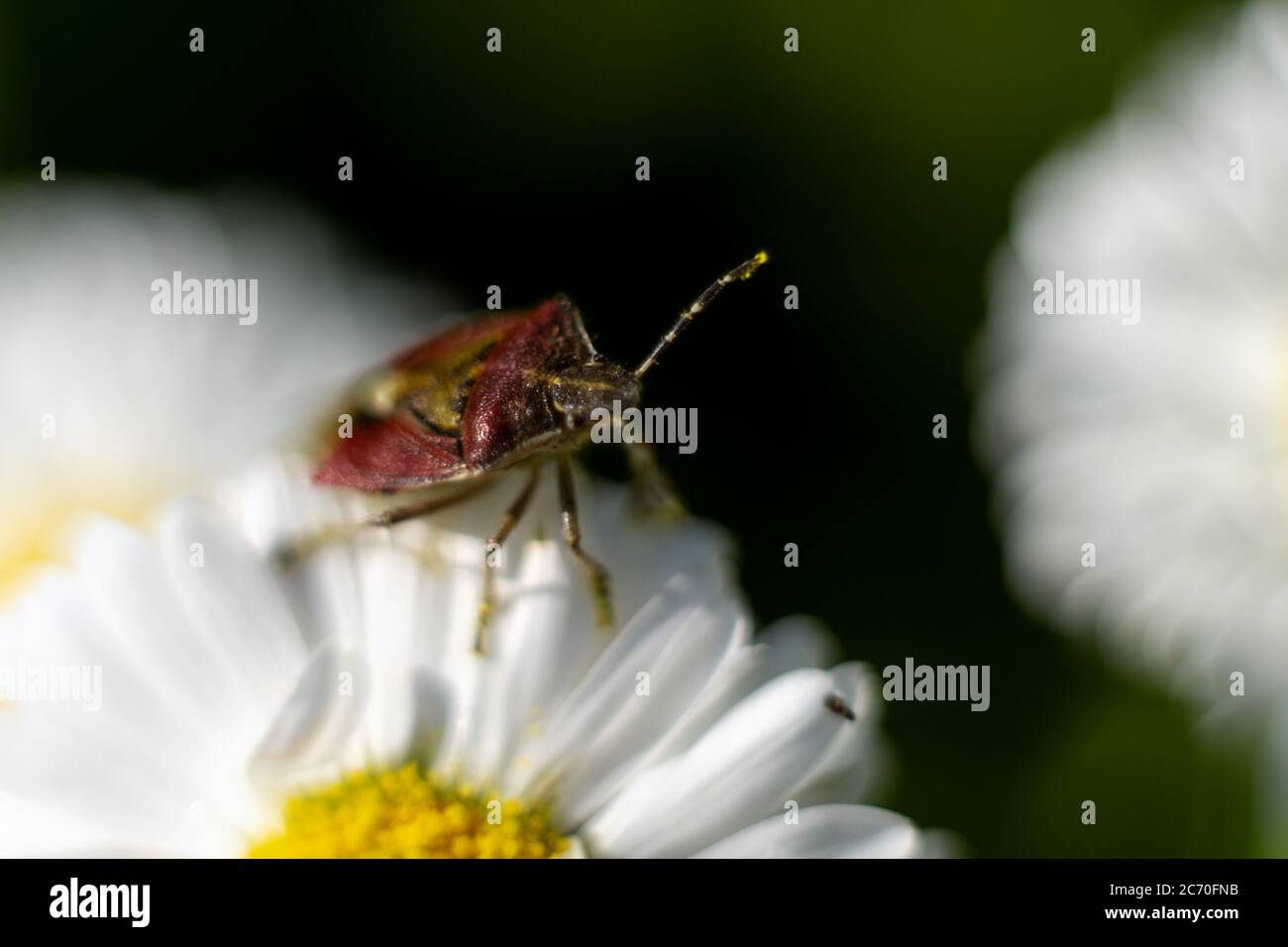 Invertebrate photoshoot hi-res stock photography and images - Alamy