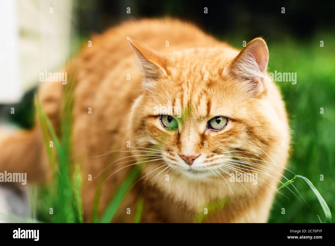One red cat coming out of the house in the country Stock Photo - Alamy