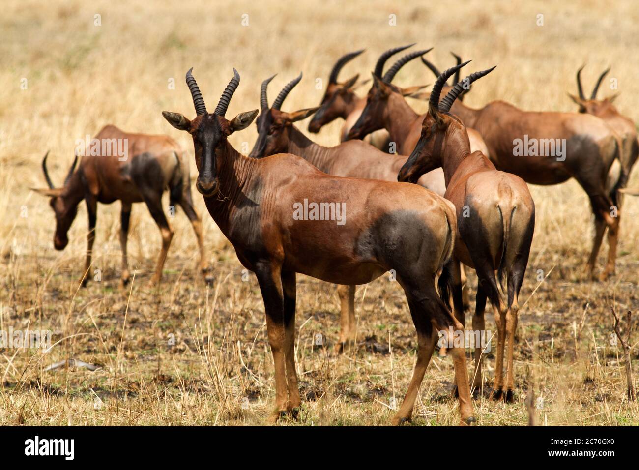 Topi, or Tsessebe as they are known in Southern Africa, are the fastest ...