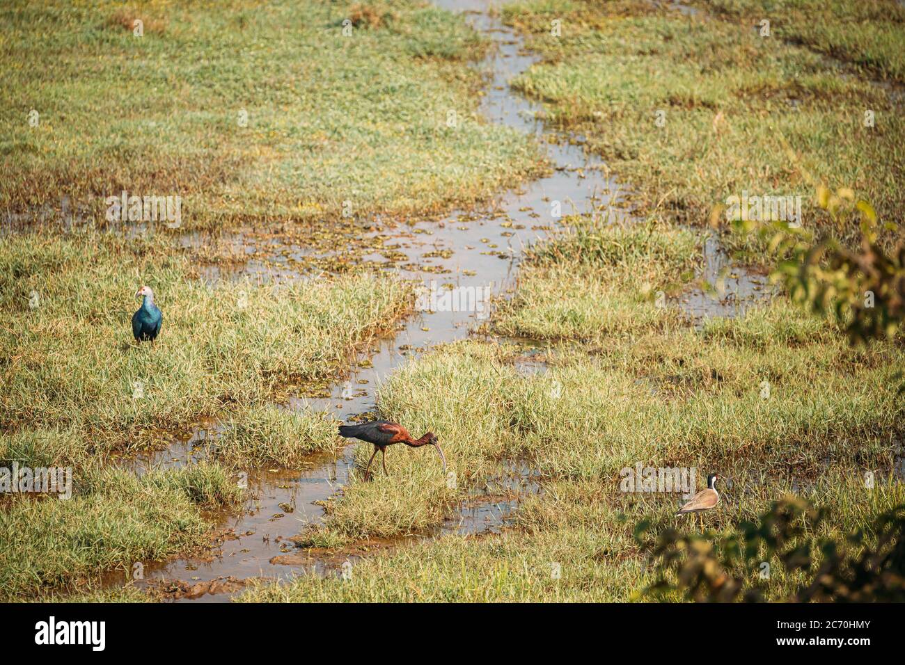 Goa, India. Grey-headed Swamphen, Glossy Ibis And Red-wattled Lapwing ...