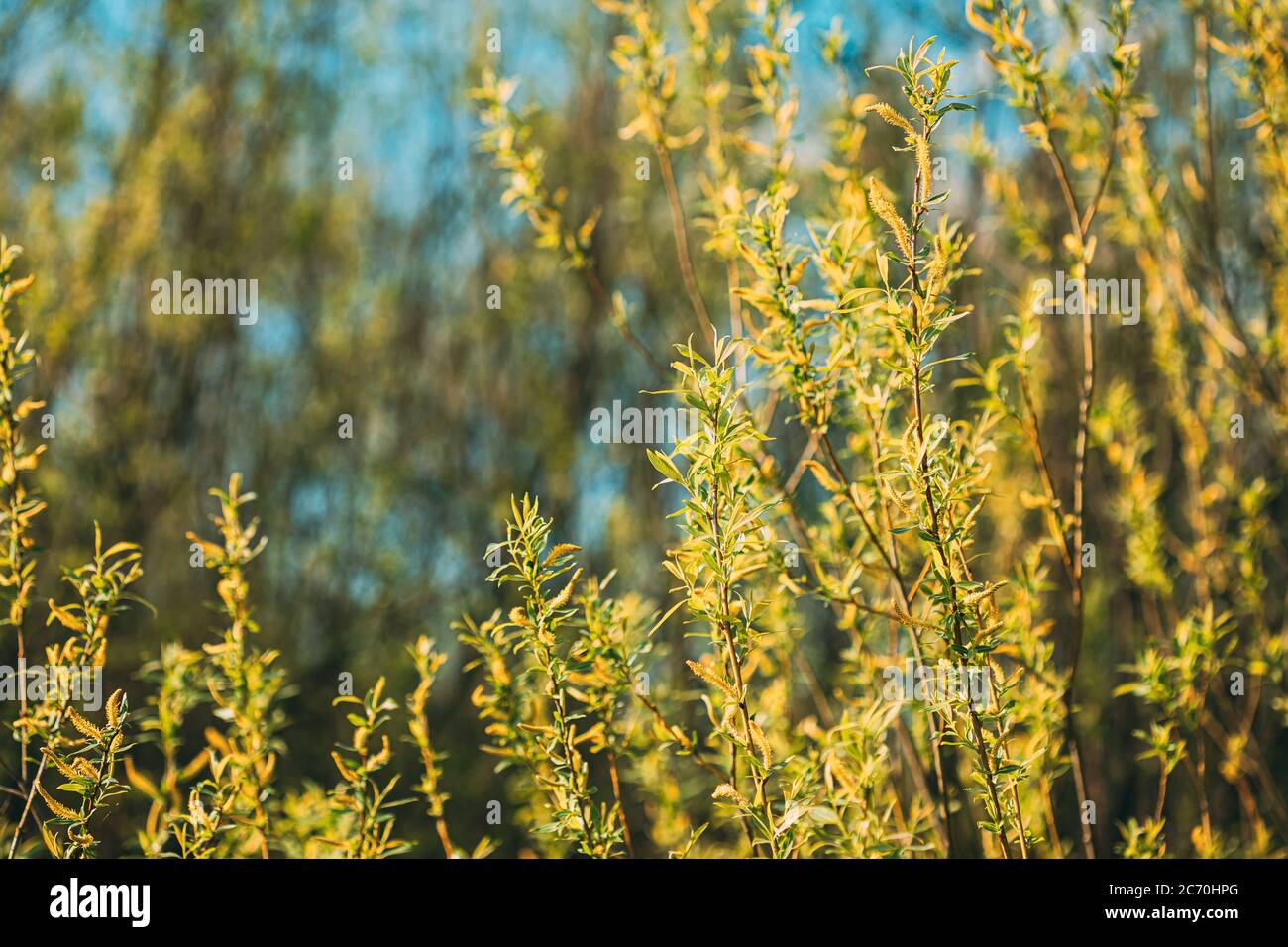 Young Spring Green Leaf Leaves Growing In Branches Of Forest Bush Plant ...