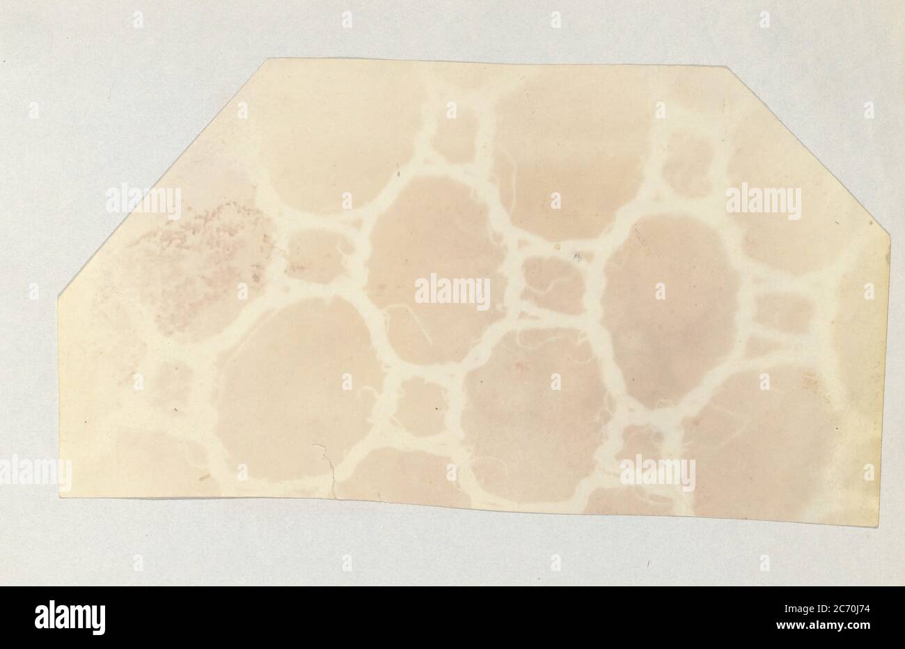 Lace in the Solar Microscope, 400 times magnified in surface, 1839 ...