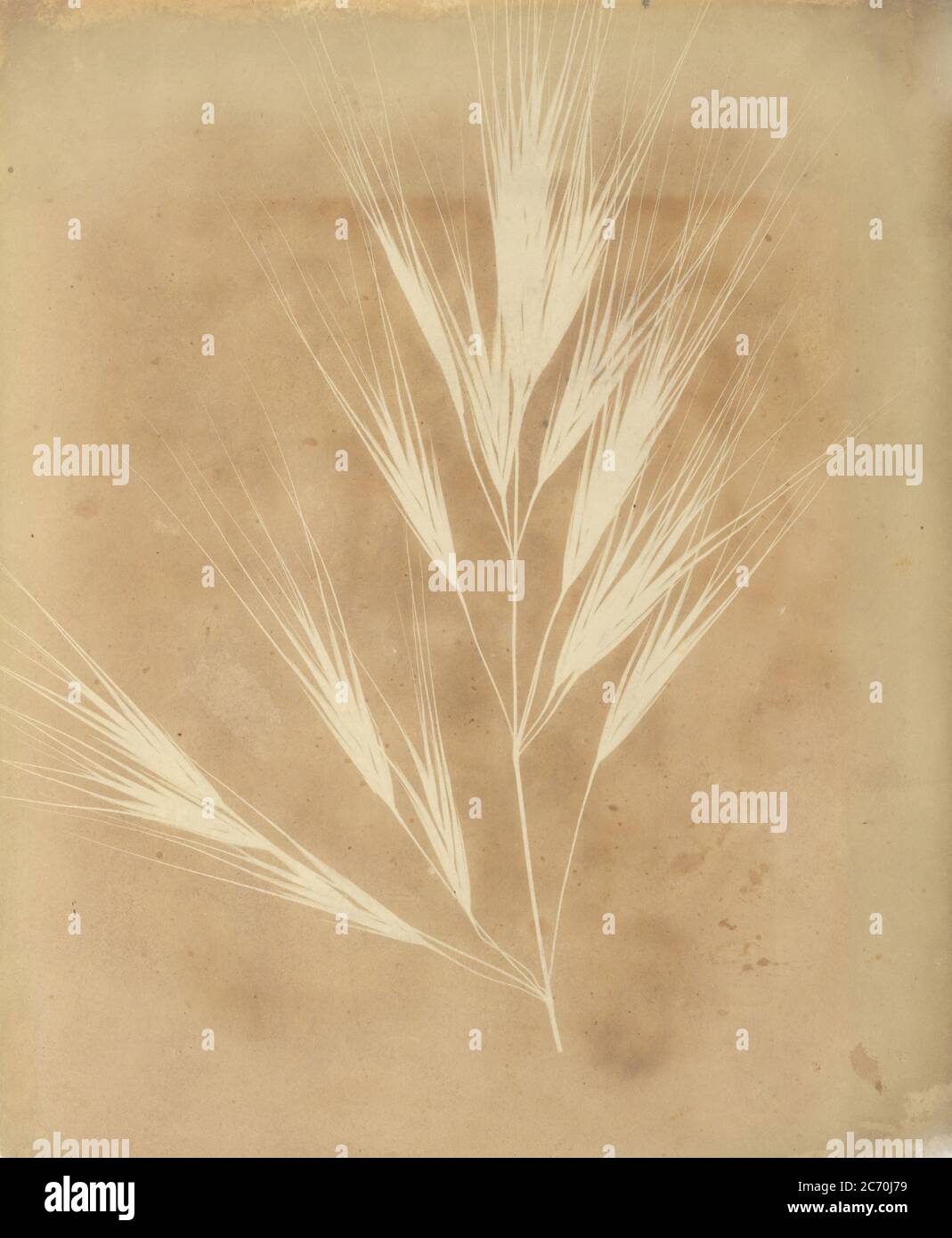 Bromus maximus hi-res stock photography and images - Alamy