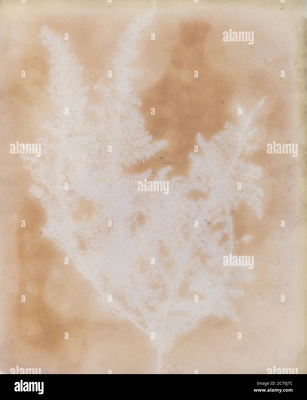 Thapsia hi-res stock photography and images - Alamy