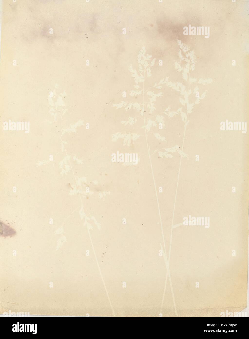 Graminaceae hi-res stock photography and images - Alamy