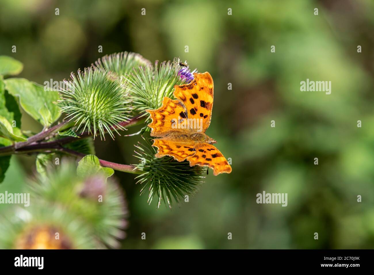 Comma. Nymphalis c-album (Nymphalidae) warming up near the river Nene ...
