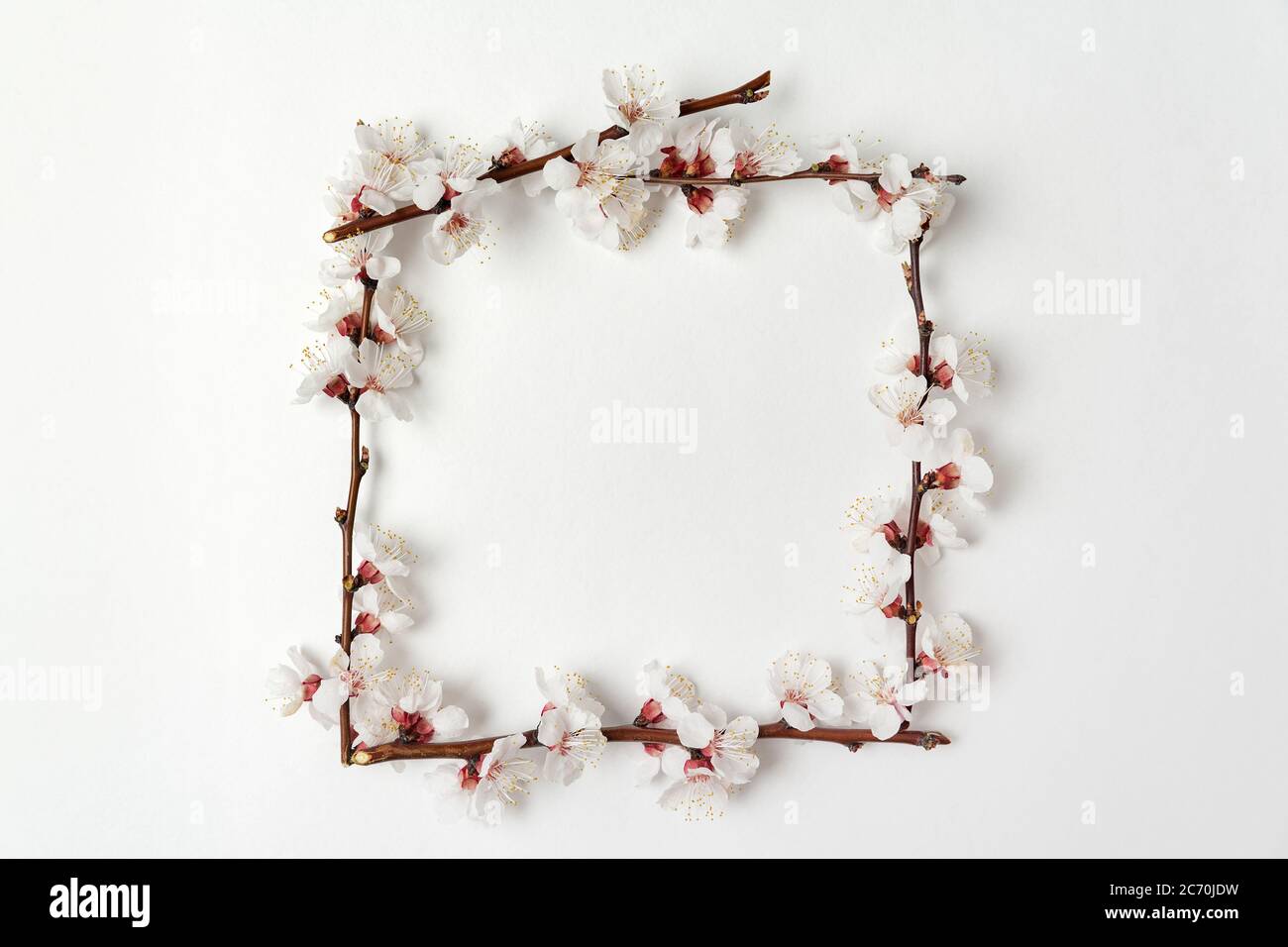 Branches of blossoming apricot in square-shape on white background ...