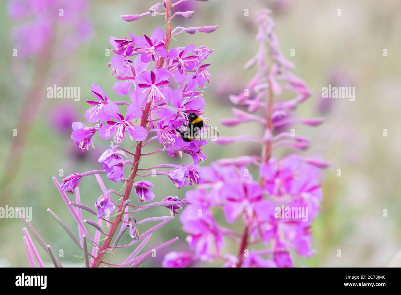 Purple loosestrife bee hi-res stock photography and images - Alamy