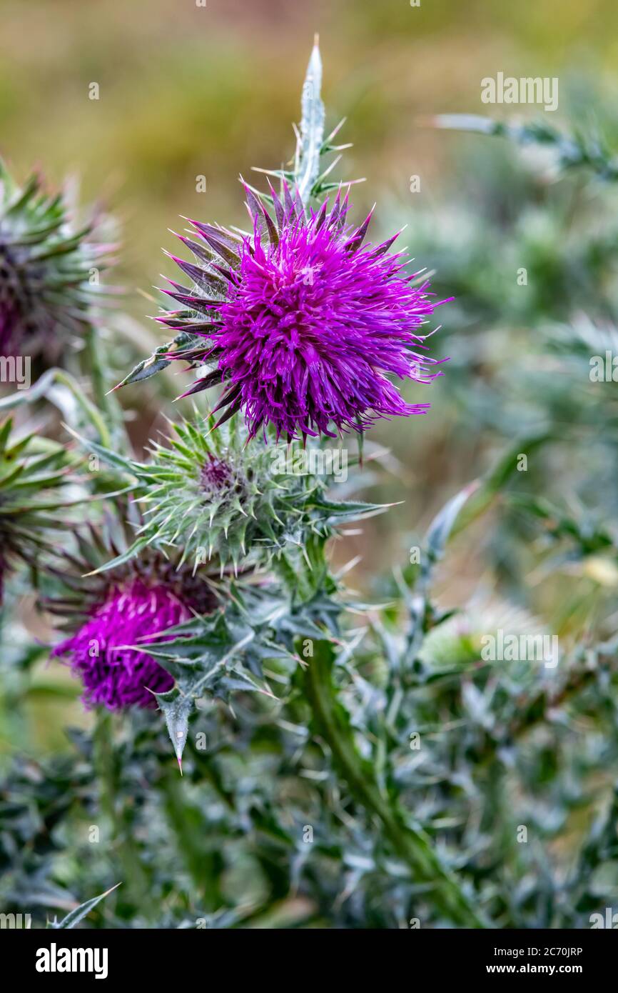 In flower a Spear Thistle (Cirsium vulgare) Bradlaugh fields ...