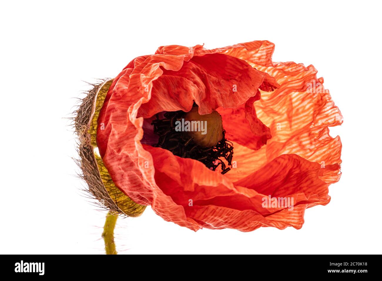 Crumpled poppy Cut Out Stock Images & Pictures - Alamy