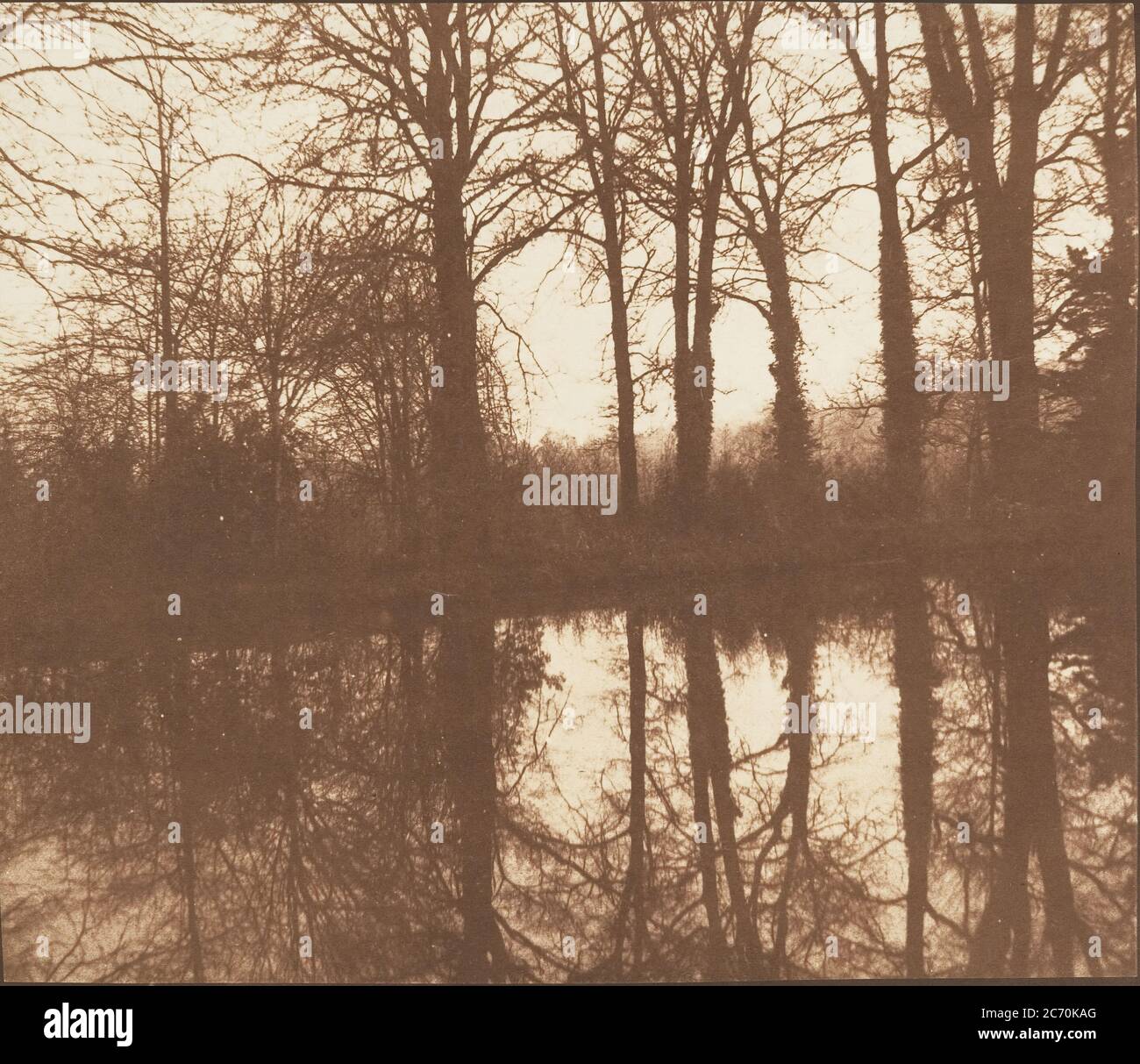 Fox talbot tree hi-res stock photography and images - Alamy