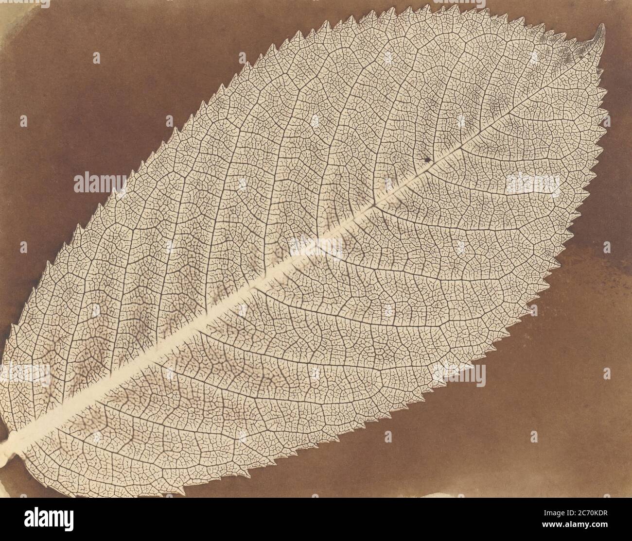 Rayogram hi-res stock photography and images - Alamy