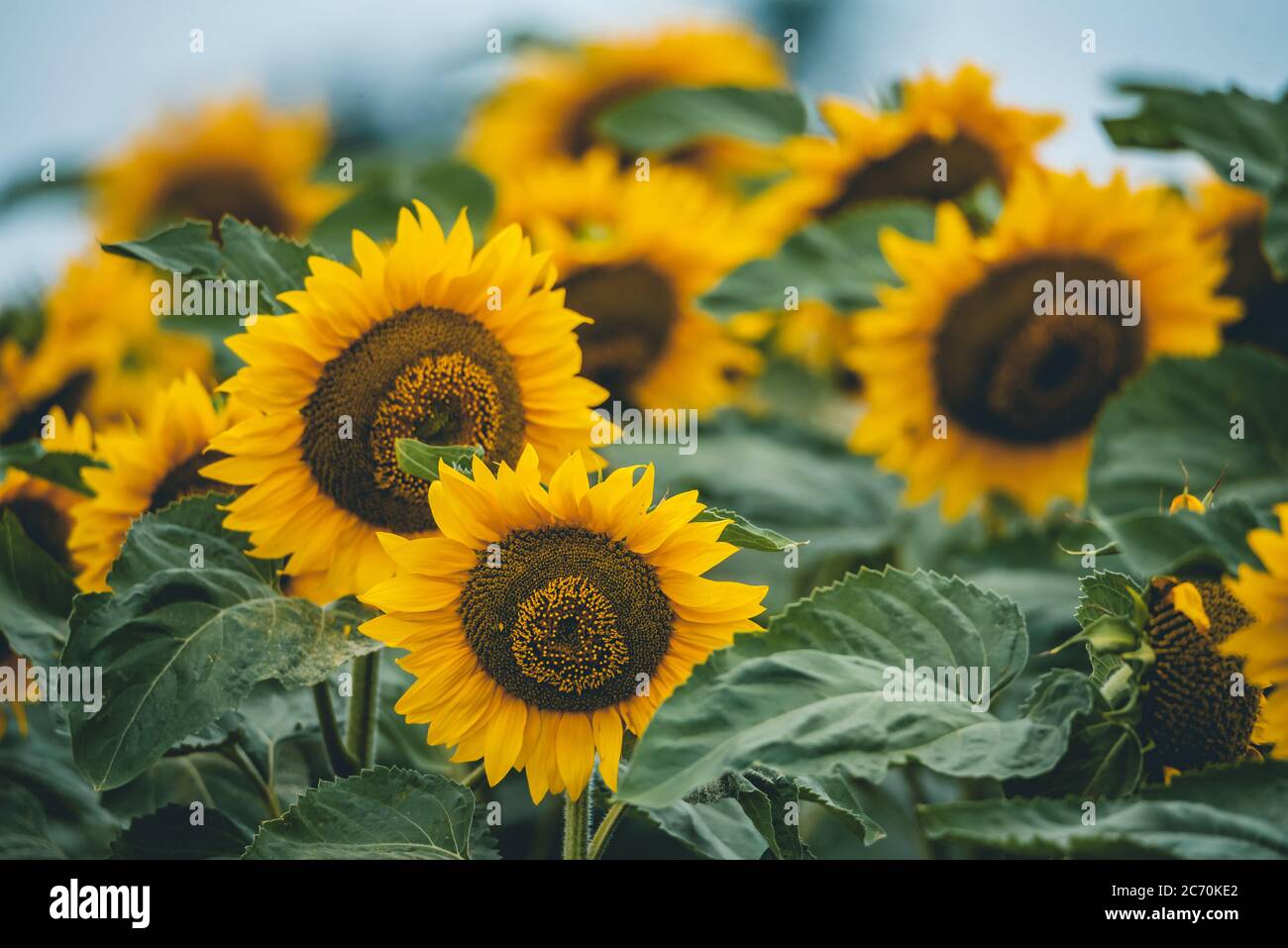Yellow sunflower fields, close up view Stock Photo - Alamy