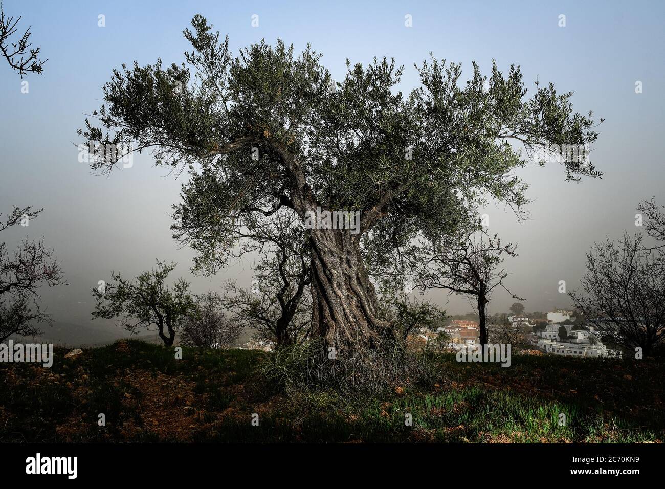 Olive tree olea europea hi-res stock photography and images - Alamy