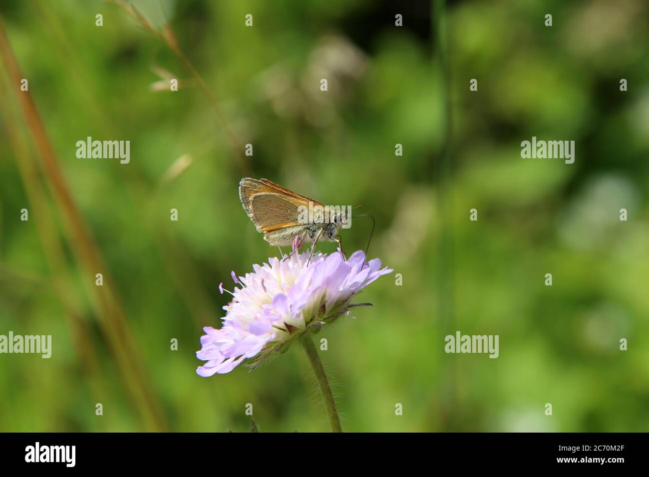 Himalayan butterfly hi-res stock photography and images - Alamy