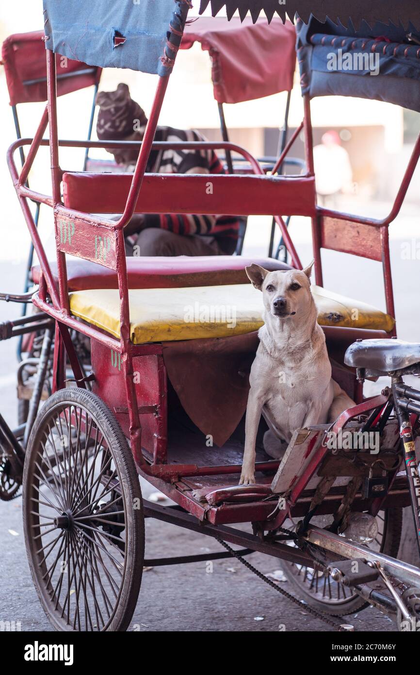 New Delhi / India - February 18, 2020: white dog sitting on top of ...